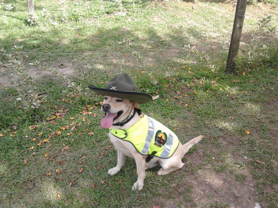 Spay: el perro antiexplosivos que se extravió en la selva de Caquetá